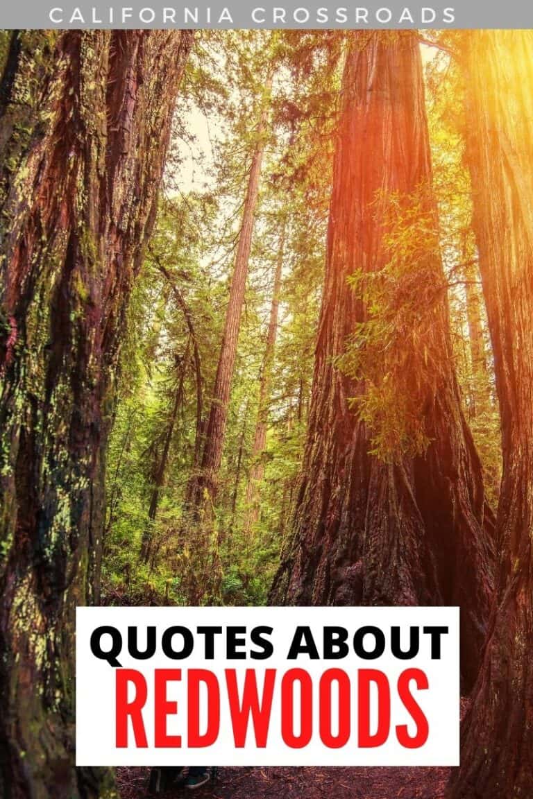 55 Perfect Redwoods Quotes & Captions - California Crossroads