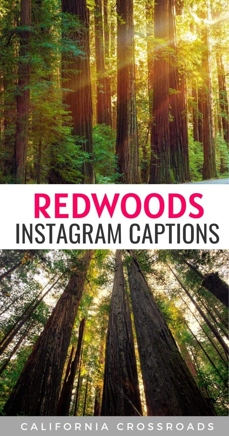 55 Perfect Redwoods Quotes & Captions - California Crossroads