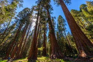 55 Perfect Redwoods Quotes & Captions - California Crossroads