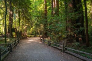 55 Perfect Redwoods Quotes & Captions - California Crossroads