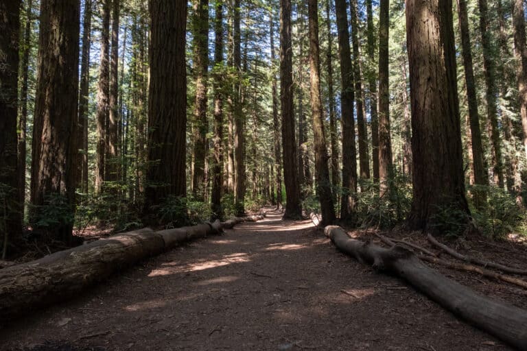 55 Perfect Redwoods Quotes & Captions - California Crossroads