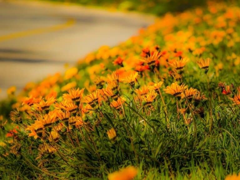 How to Spend a Weekend in Temecula: Getaway Guide - California Crossroads