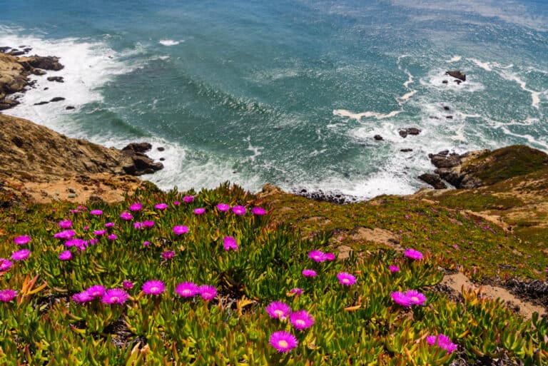 13 Things to Do in Point Reyes: Complete Travel Guide + Tips ...