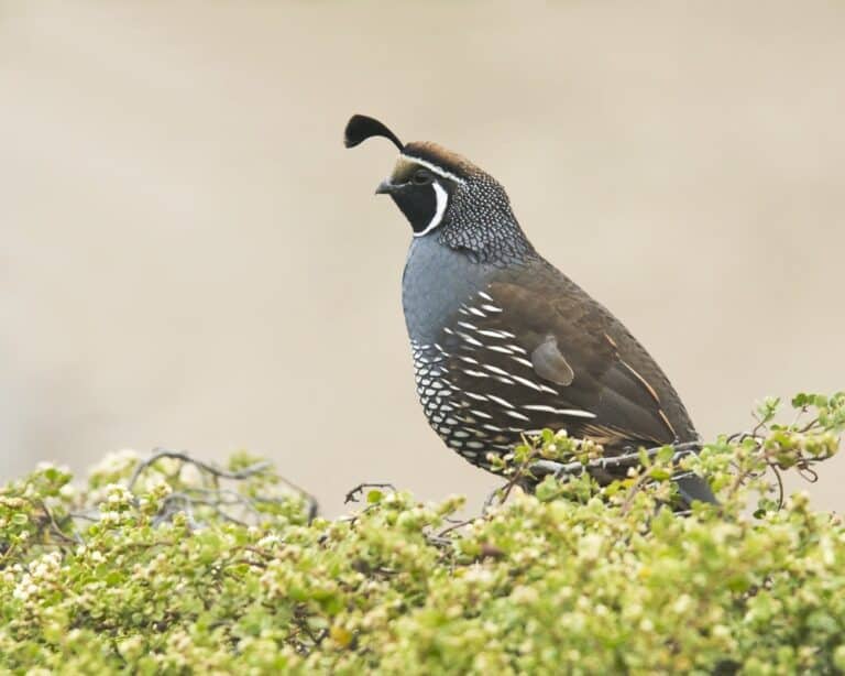 13 Things to Do in Point Reyes: Complete Travel Guide + Tips ...