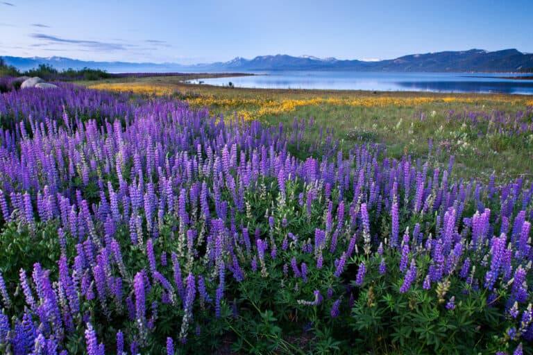 Spring in California: 17 Places to Find Wildflowers and Flower Fields ...