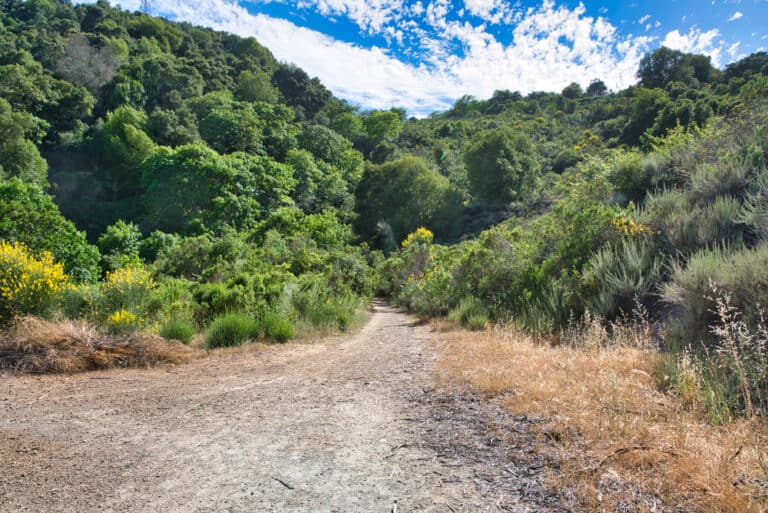 13+ Amazing Santa Cruz Hikes to Tackle - California Crossroads