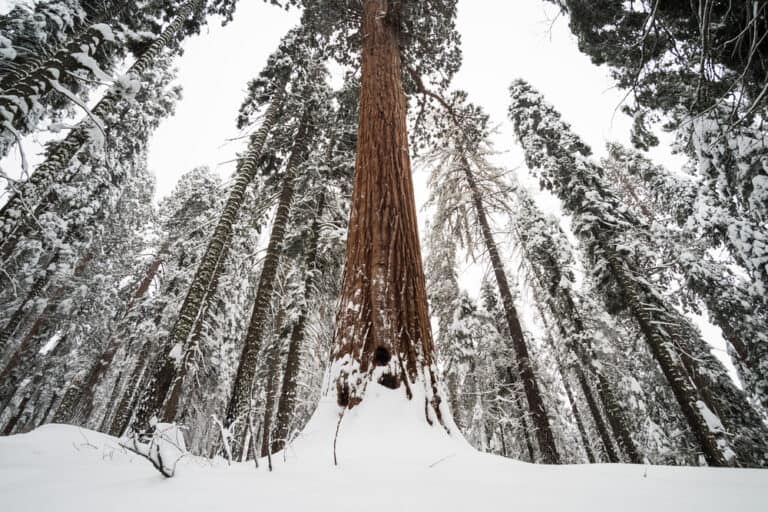 17 Useful Things to Know Before Visiting Sequoia National Park in ...