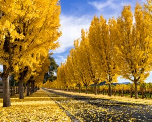 23 Best Places for Fall Foliage in California - California Crossroads