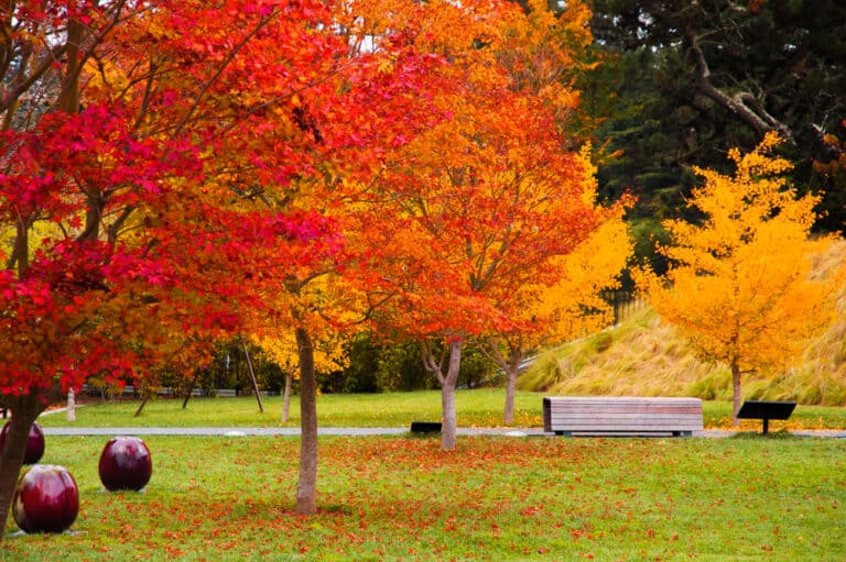 23 Best Places for Fall Foliage in California - California Crossroads