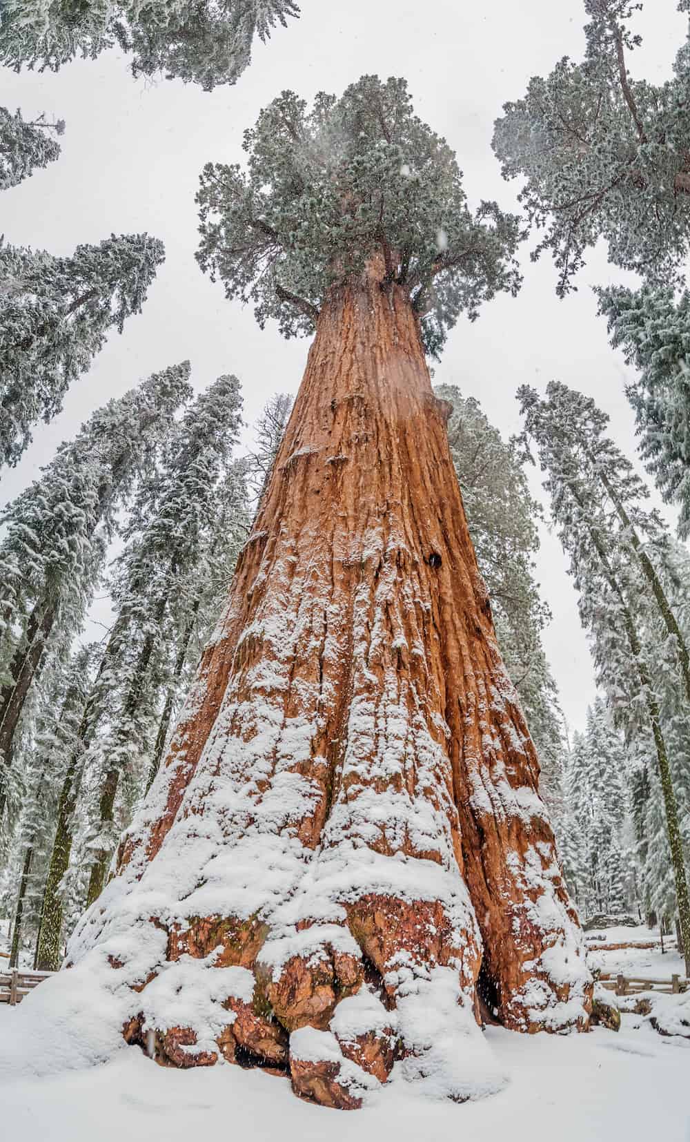 17 Useful Things to Know Before Visiting Sequoia National Park in ...