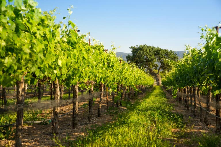 The 10 Best Santa Barbara Wineries & Wine Tours - California Crossroads