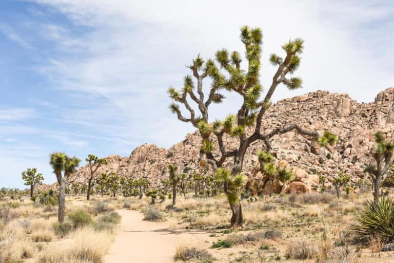 10 Stellar Things to Do in Yucca Valley, California - California Crossroads