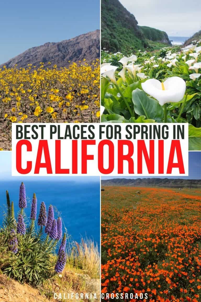 Spring in California: 17 Places to Find Wildflowers and Flower Fields ...