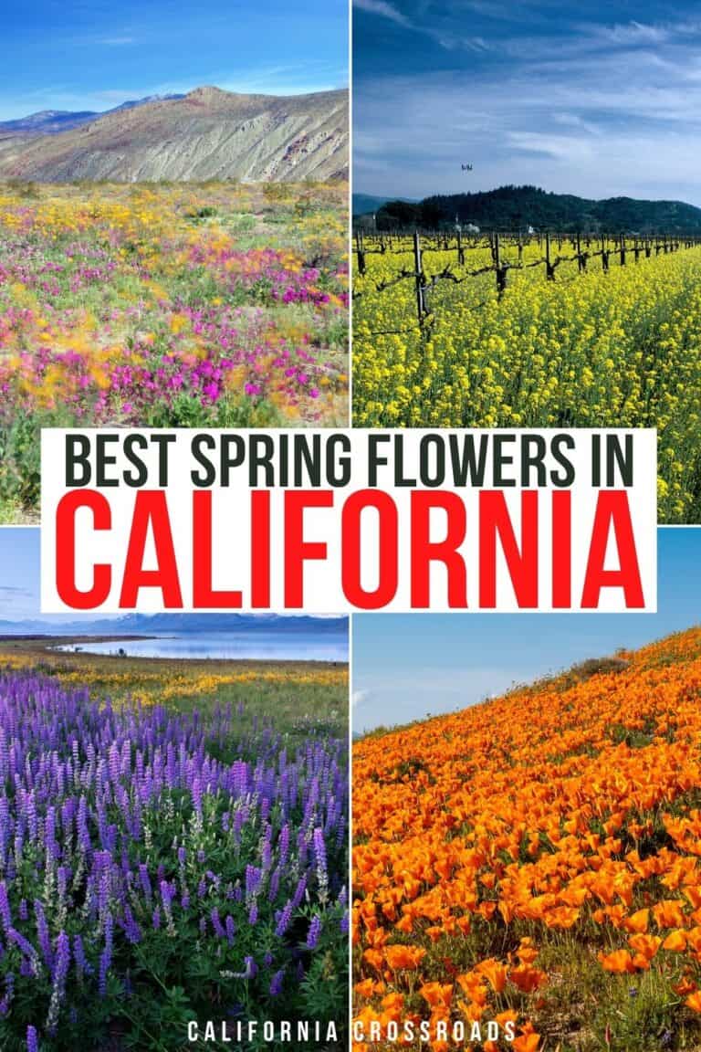 Spring in California: 17 Places to Find Wildflowers and Flower Fields ...