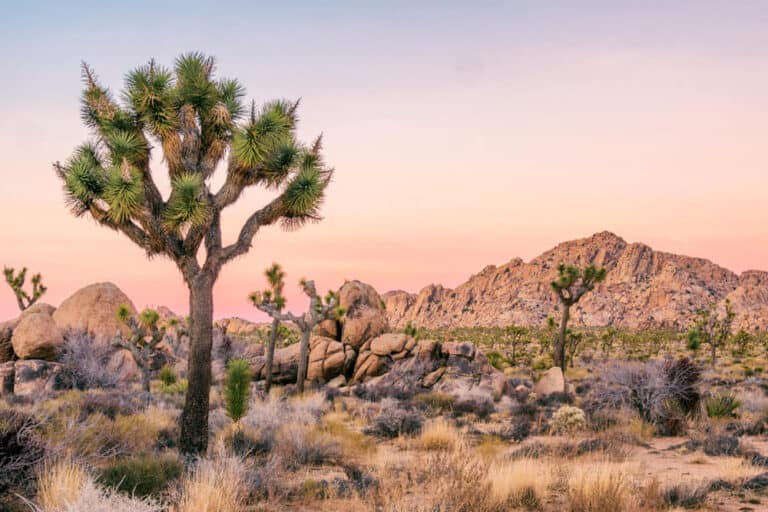 10 Stellar Things to Do in Yucca Valley, California - California Crossroads