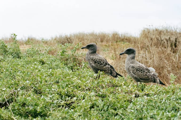 Visiting Channel Islands National Park: 21 Things to Know Before You Go ...