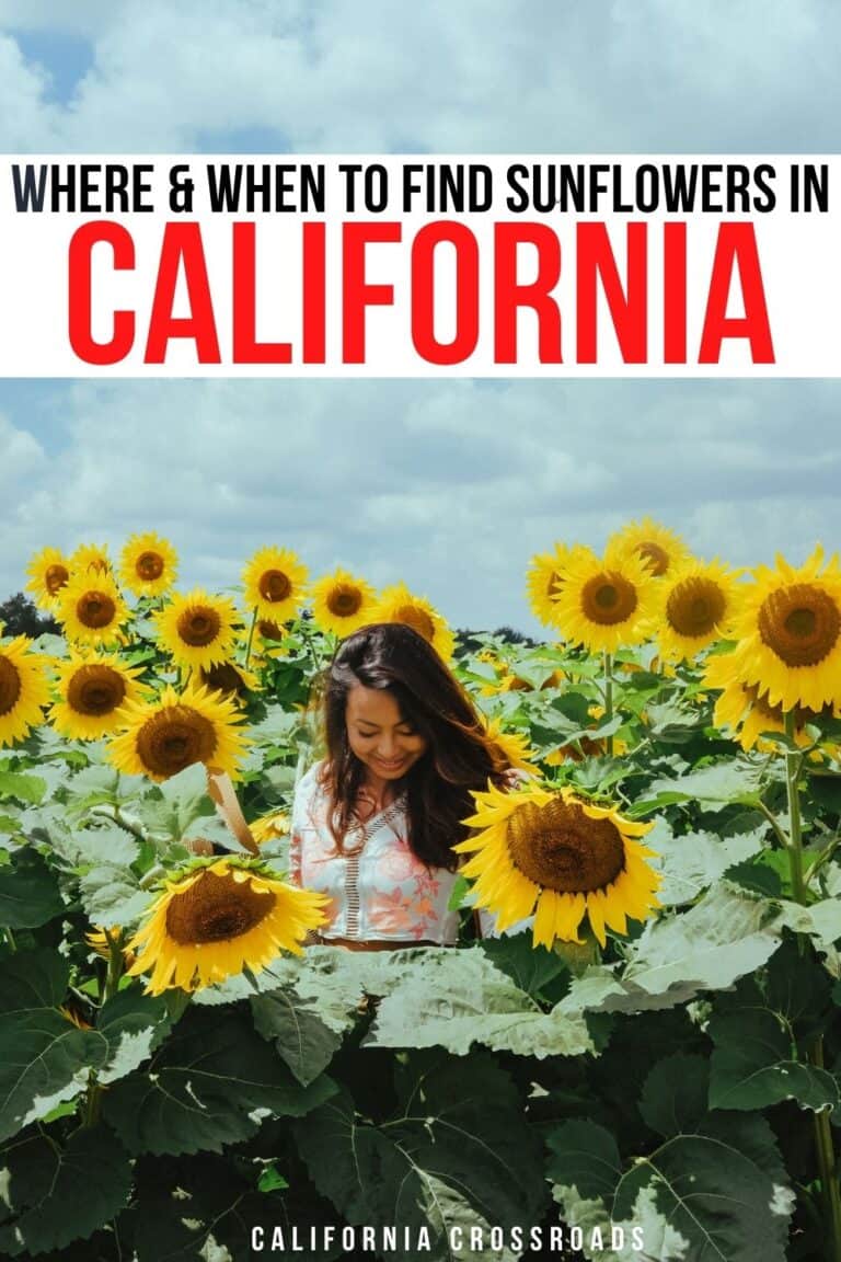 12 Magical Sunflower Fields in California (North + South) - California ...