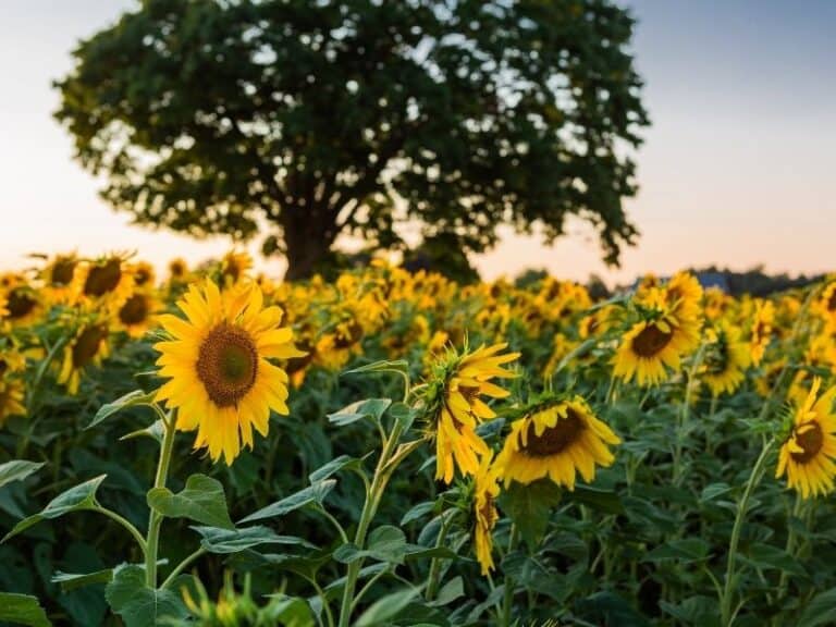 12 Magical Sunflower Fields in California (North + South) - California ...