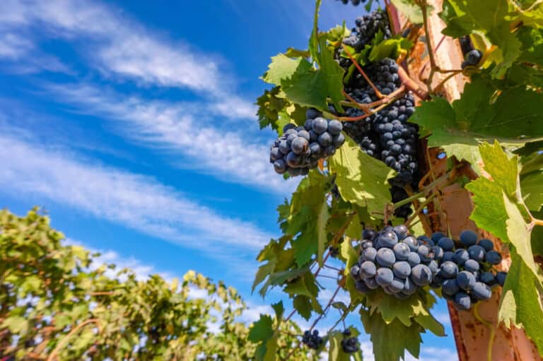 9 Lovely Things to Do in Lodi, California - California Crossroads