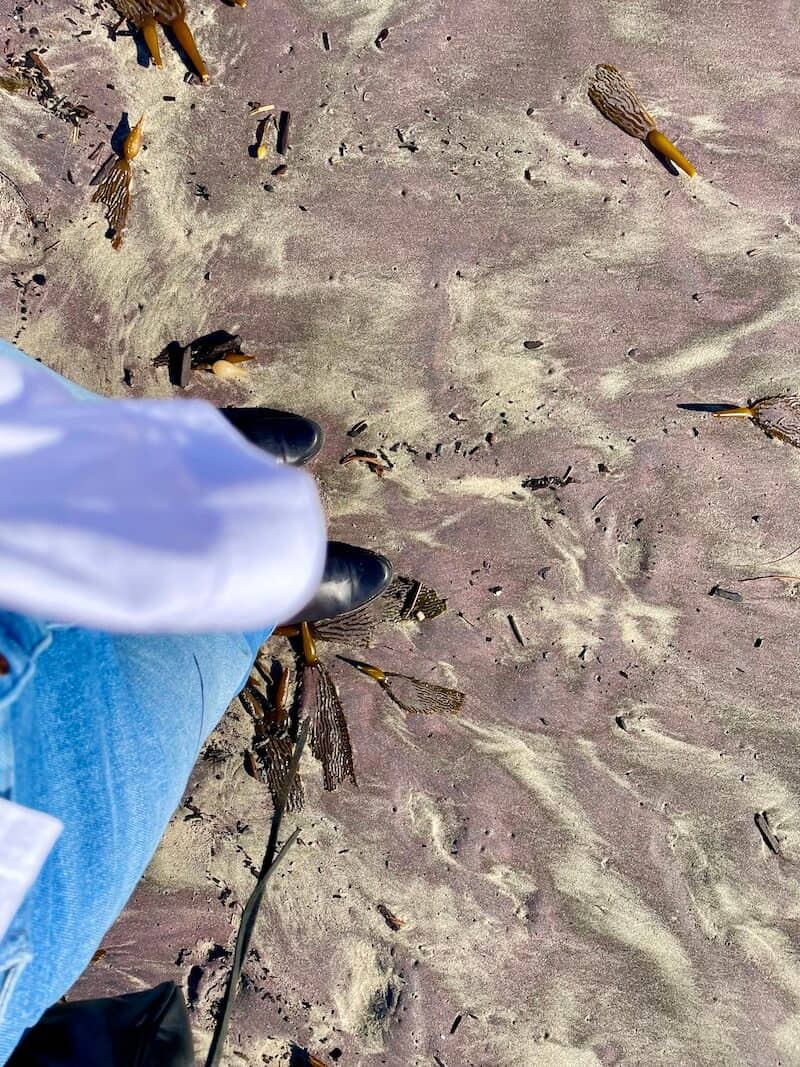 Pfeiffer Beach: Exactly How to Visit the Purple Sand Beach in Big Sur ...