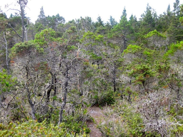 21 Fun-Filled Things to Do in Fort Bragg for a Weekend - California ...