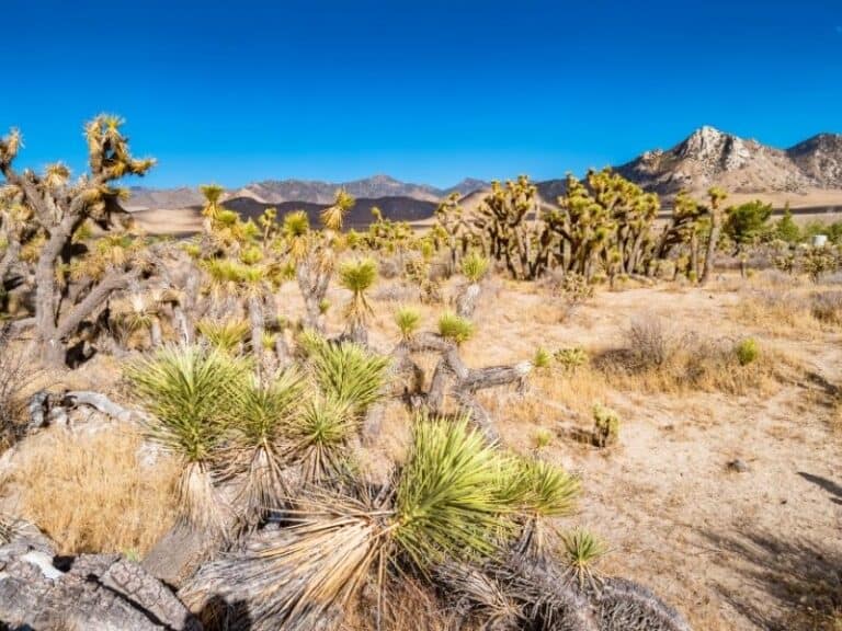 The 7 Best PCT Section Hikes in California - California Crossroads