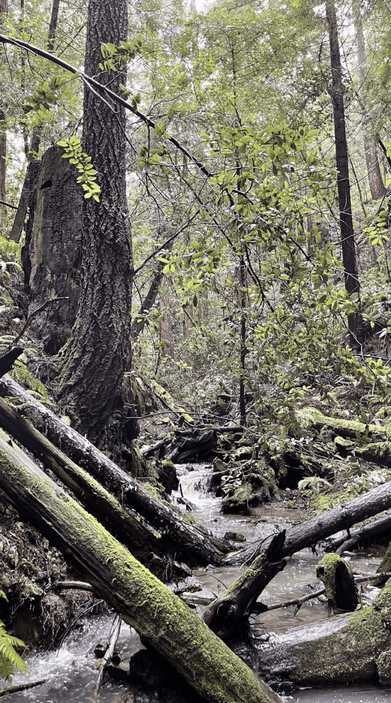 10 Gorgeous Things to Do in Gualala, CA: A Beautiful Stop on Highway 1 ...