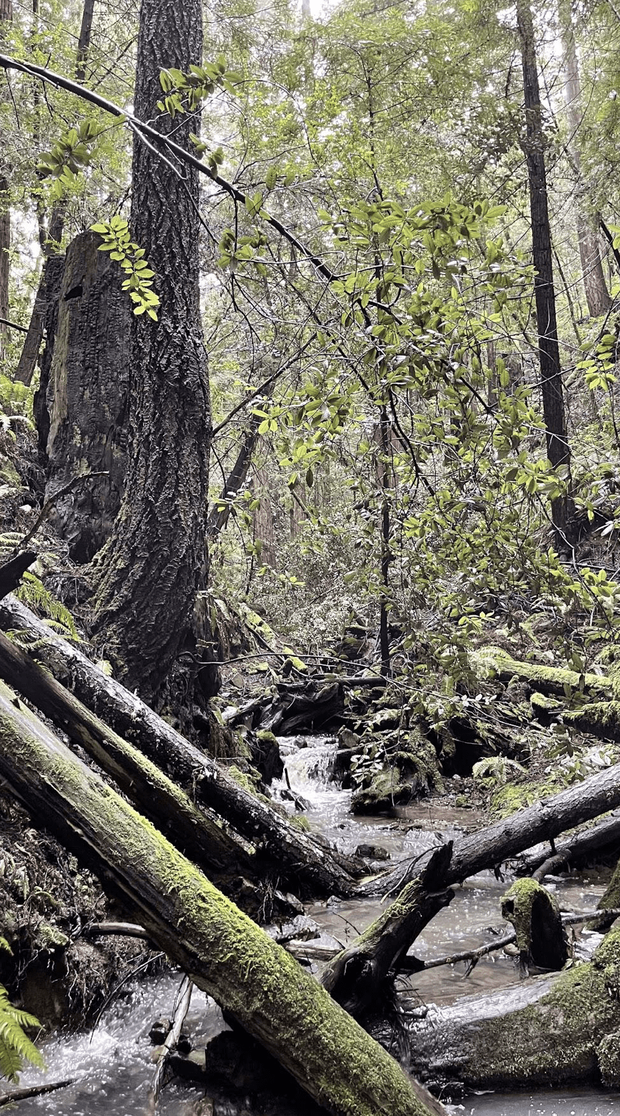 10 Gorgeous Things to Do in Gualala, CA: A Beautiful Stop on Highway 1 ...